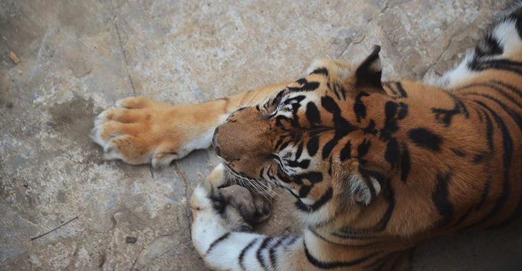 Heboh, Sapi Milik Warga Mati di Kebun Sawit, Diduga Diterkam Harimau - ForestEarth