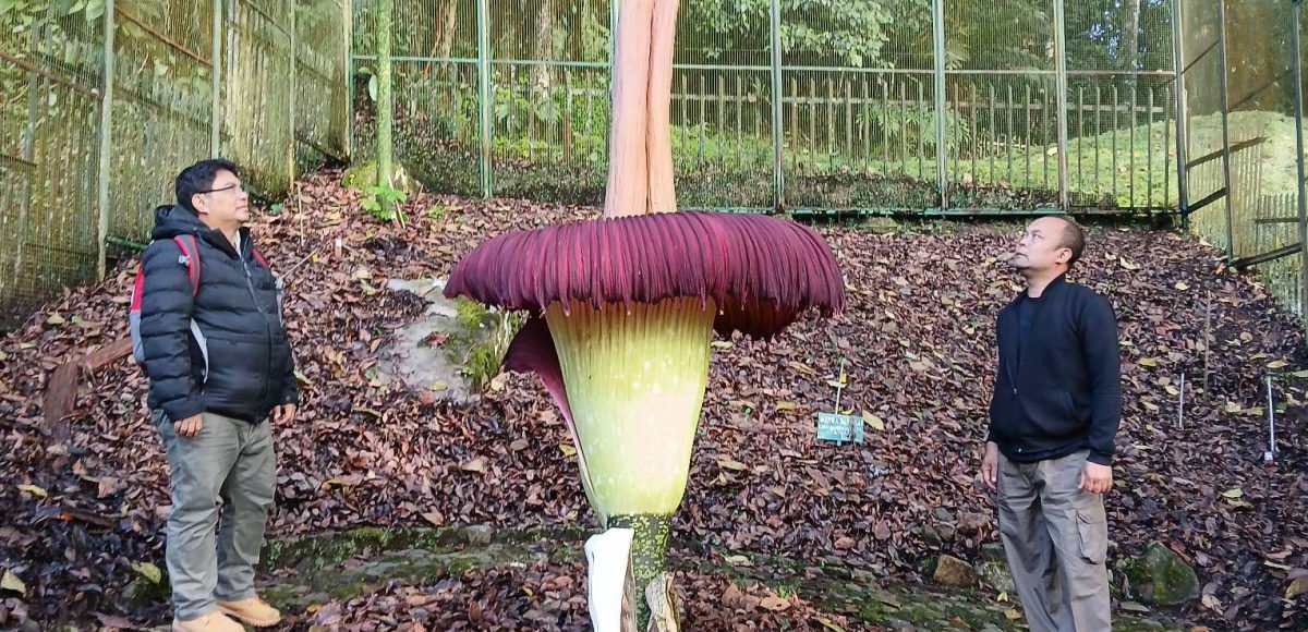 Penjelasan Indukan Bunga Bangkai Mekar di Kebun Raya Cibodas Lebih ...